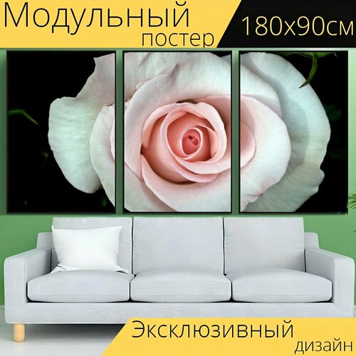 Модульный постер "Роуз, цветок, розовый" 180 x 90 см. для интерьера