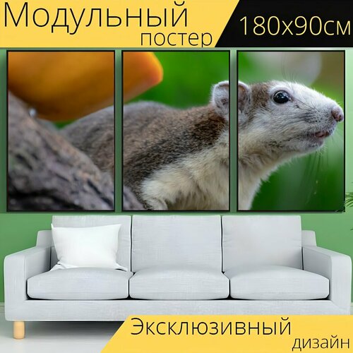 Модульный постер "Мышь, животное, грызун" 180 x 90 см. для интерьера