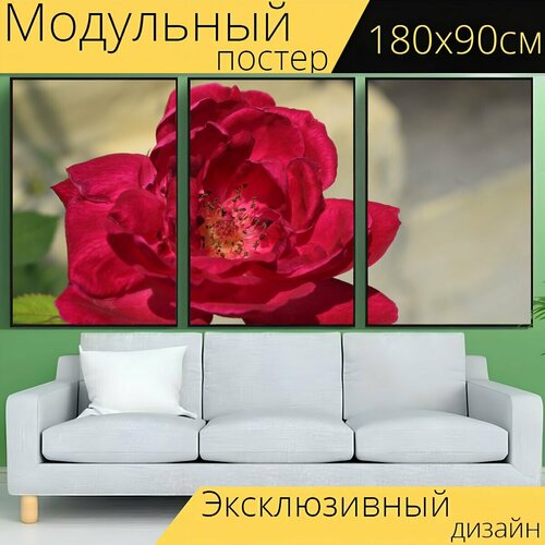 Модульный постер "Красный, роза, цветок" 180 x 90 см. для интерьера