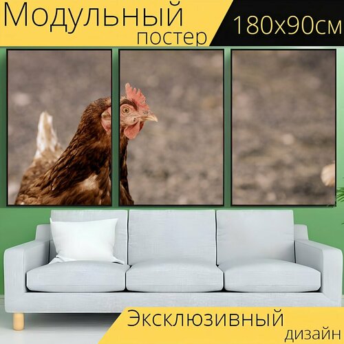 Модульный постер "Курица, животное, ферма" 180 x 90 см. для интерьера