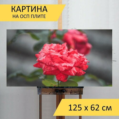 Картина на ОСП 125х62 см. "Цветок, роза, фоновые условия" горизонтальная, для интерьера, с креплениями