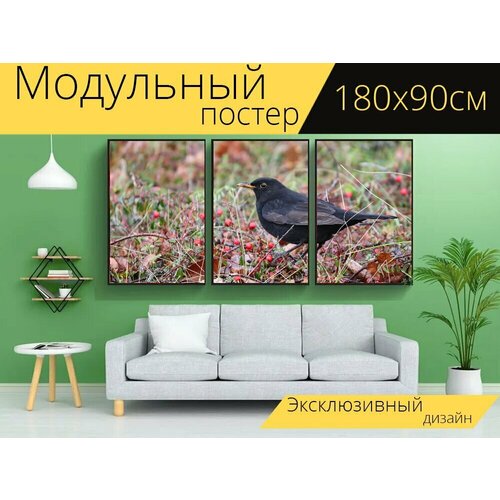 Модульный постер "Черный дрозд, певчая птица, ягода" 180 x 90 см. для интерьера