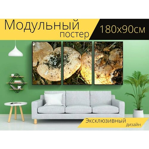 Модульный постер "Грибы, груздь, лес" 180 x 90 см. для интерьера