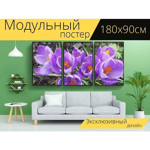 Модульный постер "Крокус, фиолетовый, луковицы цветов" 180 x 90 см. для интерьера