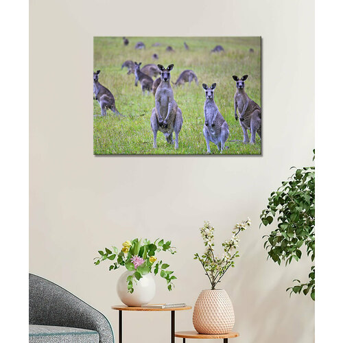 Картина - кенгуру, стая кенгуру, кенгуру в природе, кенгуру в поле (35) 30х40