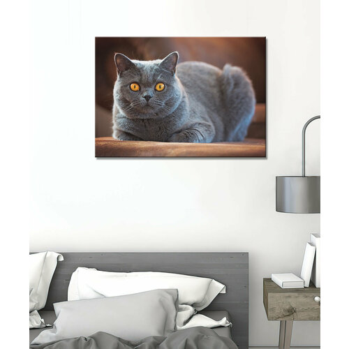 Картина - кошка, британская короткошёрстная кошка, домашняя кошка, ласковая кошка, кот (223) 20х30