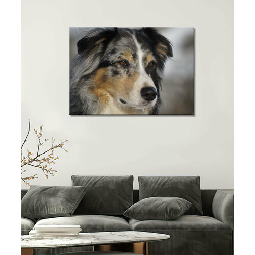 Картина - Австралийская овчарка, аусси, аусси собака, овчарка аусси, аусси шерсть, аусси ммордочка (14) 60х80