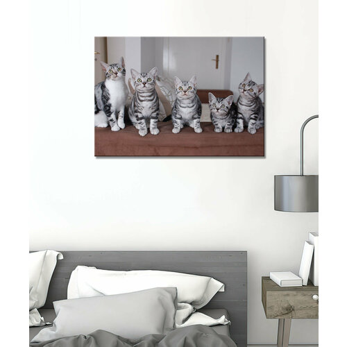 Картина - кошка, американская короткошёрстная кошка, котята, домашняя кошка, ласковая кошка, кот (192) 50х70