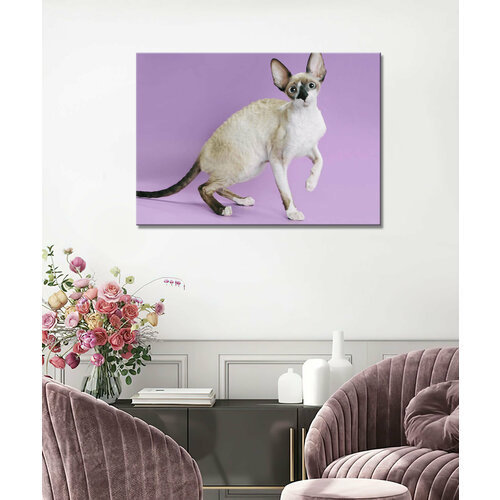 Картина - кошка, корниш-рекс, белый кот, волнистая шерсть, короткошёрстная кошка, домашняя кошка, ласковая кошка, кот (149) 40х60