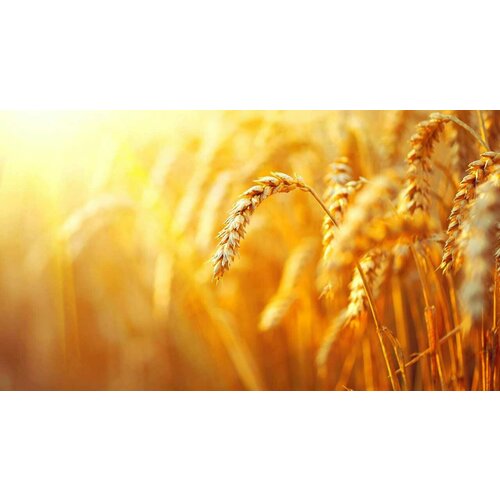 Картина на холсте 60x110 Альянс Лес "Макро пшеница колосья злаки поле" на подрамнике / интерьер/ декор