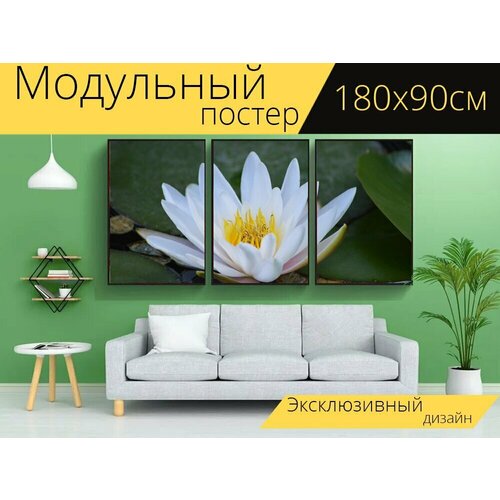 Модульный постер "Кувшинка, белый, водное растение" 180 x 90 см. для интерьера