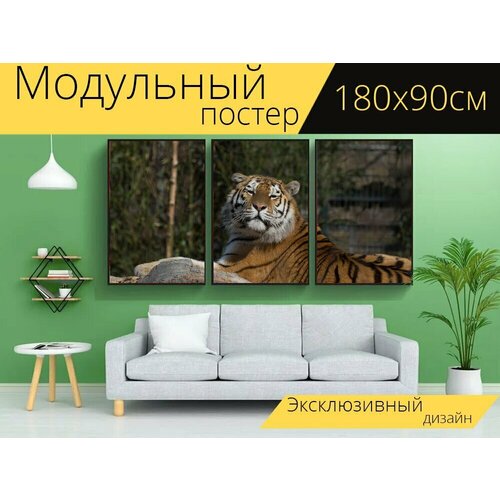 Модульный постер "Полоска, тигр, серенити" 180 x 90 см. для интерьера