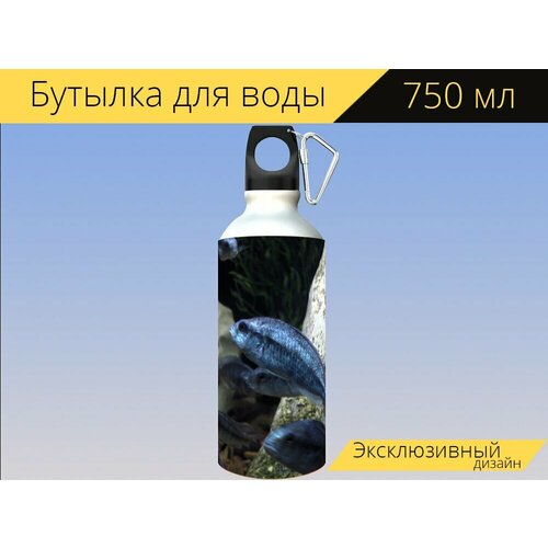 Бутылка фляга для воды "Дегени цихлид, морской жизни, море" 750 мл. с карабином и принтом