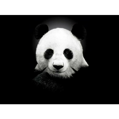 Плакат, постер на бумаге Panda/Панда/искусство/арт/абстракция/творчество. Размер 60 на 84 см