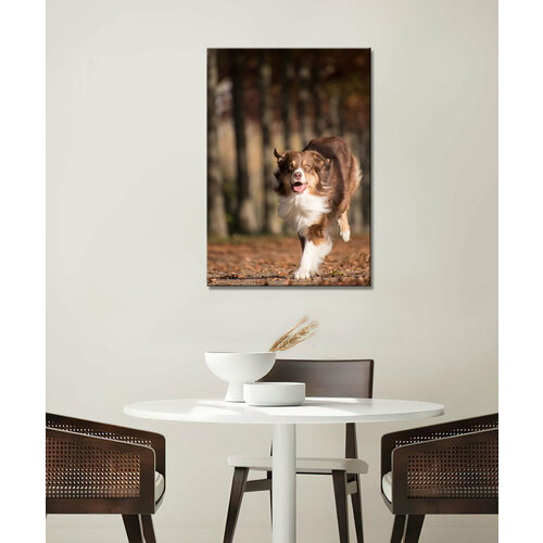 Картина - Австралийская овчарка, аусси, аусси собака, овчарка аусси, аусси шерсть, аусси мордочка, забавная аусси (46) 50х70