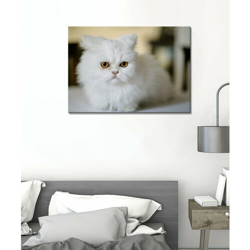 Картина - кошка, персидская кошка, домашняя кошка, ласковая кошка, кот (293) 50х70