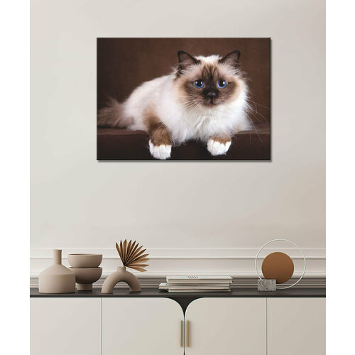 Картина - бирманская кошка, кот, белая шерсть, пушистая кошка, ласковая кошка (12) 20х30