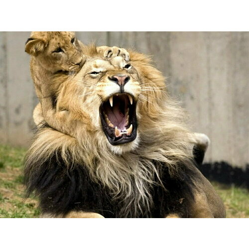 Плакат, постер на бумаге Lion and Lioness/Лев и львица/животные. Размер 21 х 30 см