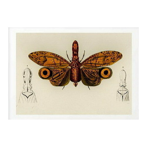 Плакат, постер на холсте цикада бабочка. Размер 21 х 30 см