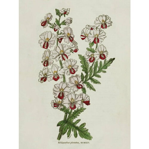 Плакат, постер на холсте Schizanthus Pinnatus, Humilis/искусство/арт/абстракция/творчество. Размер 21 х 30 см