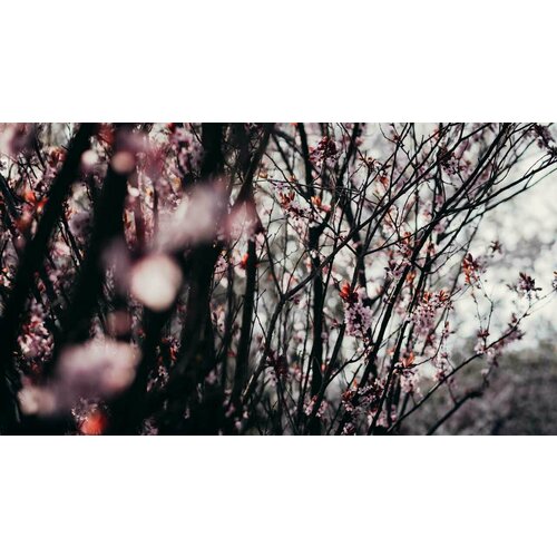 Картина на холсте 60x110 LinxOne "Природа Цветы Сакура Деревья Весна" интерьерная для дома / на стену / на кухню / с подрамником