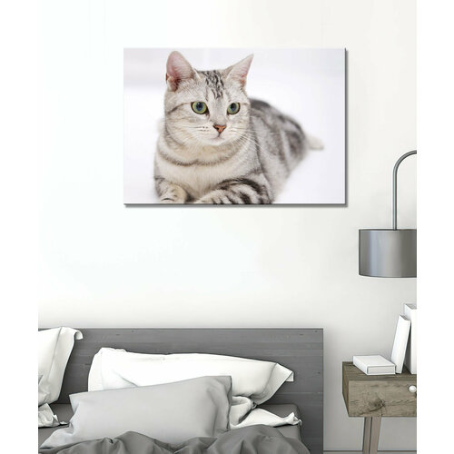Картина - кошка, американская короткошёрстная кошка, домашняя кошка, ласковая кошка, кот (198) 20х30