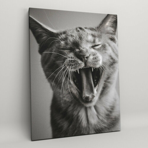 Картина на холсте (интерьерный постер) "Европейская кошка ЧБ №1", с деревянным подрамником, размер 30x40 см