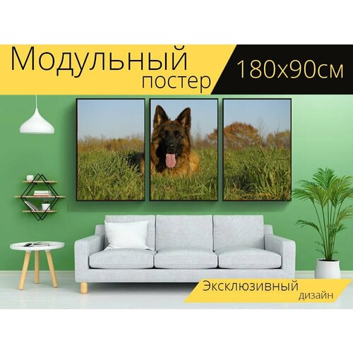 Модульный постер "Пастушья собака, немецкая овчарка, старая немецкая овчарка" 180 x 90 см. для интерьера