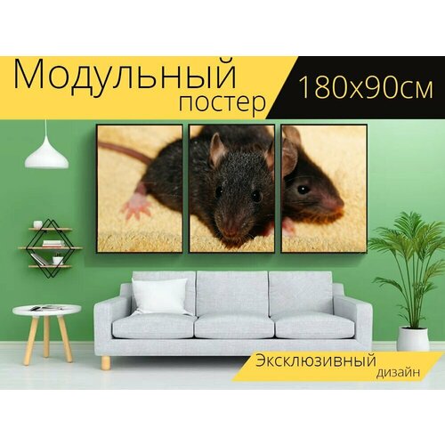 Модульный постер "Крысы, чернить, молодой" 180 x 90 см. для интерьера