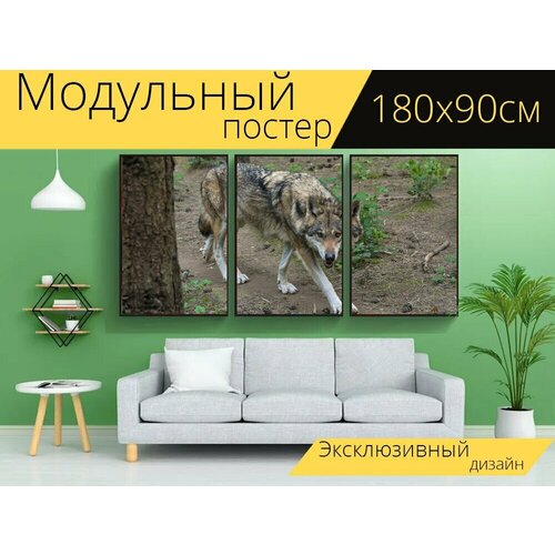 Модульный постер "Волк, хищник, серый волк" 180 x 90 см. для интерьера