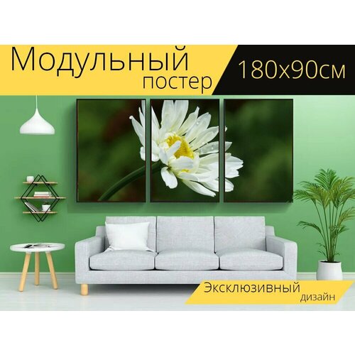 Модульный постер "Маргаритка, цветок, росы" 180 x 90 см. для интерьера