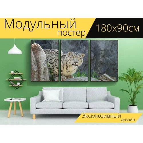 Модульный постер "Снежный барс, зоопарк, опасный" 180 x 90 см. для интерьера