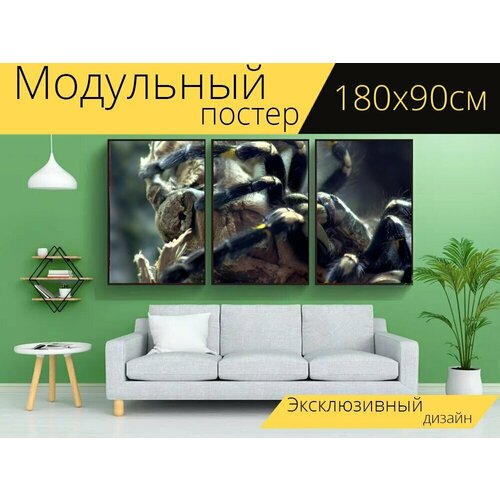 Модульный постер "Тарантул, дерево тарантул, паук" 180 x 90 см. для интерьера