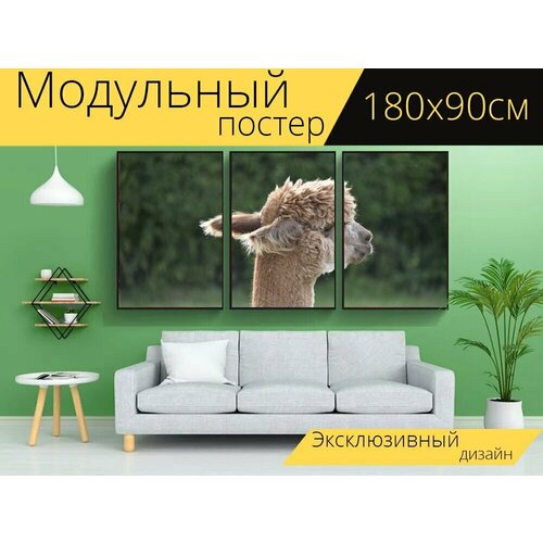 Модульный постер "Альпака, животное, уши альпака" 180 x 90 см. для интерьера
