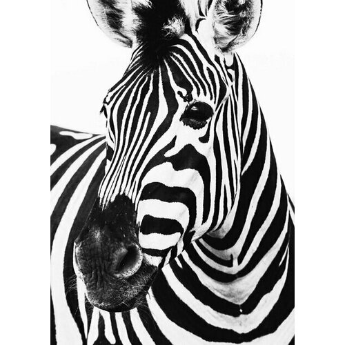 Плакат, постер на бумаге зебра. Портрет. Картина. Размер 60 х 84 см