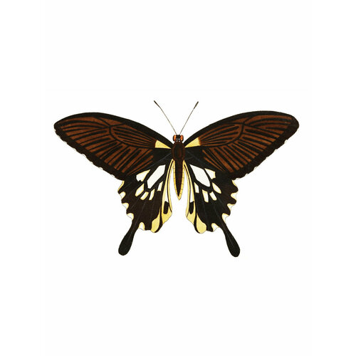 Плакат, постер на бумаге Черная бабочка с хвостатыми крыльями. Размер 42 х 60 см