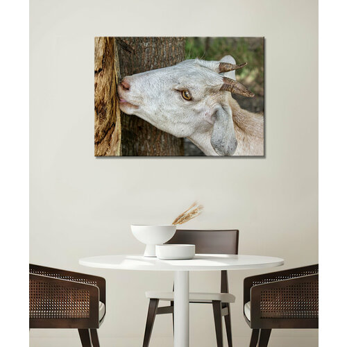 Картина -Коза, белая коза, козел, белый козел (3) 30х40
