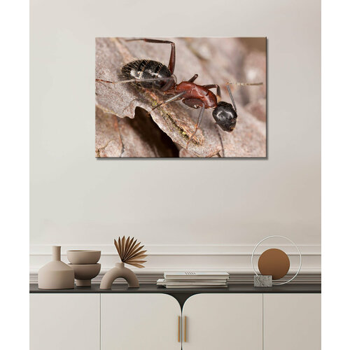 Картина - Муравей, муравей макро, муравей близко (1) 30х40