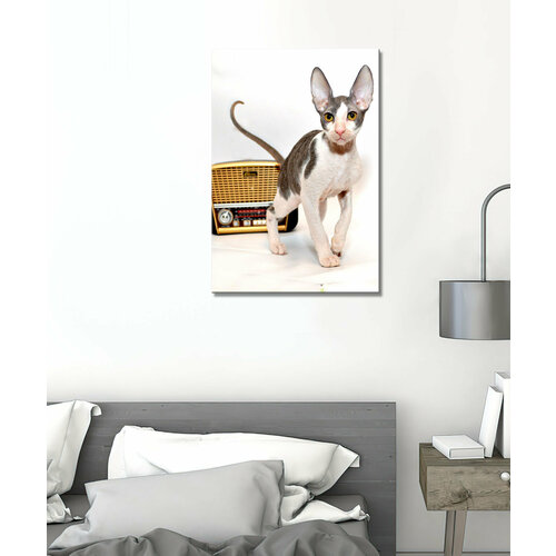 Картина - кошка, корниш-рекс, волнистая шерсть, короткошёрстная кошка, домашняя кошка, ласковая кошка, кот (140) 60х80