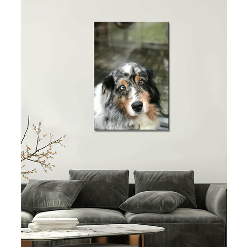 Картина - Австралийская овчарка, аусси, аусси собака, овчарка аусси, аусси шерсть, аусси мордочка (41) 60х80