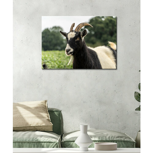Картина - Коза, пятнистая коза, козел, пятнистый козел (8) 60х80