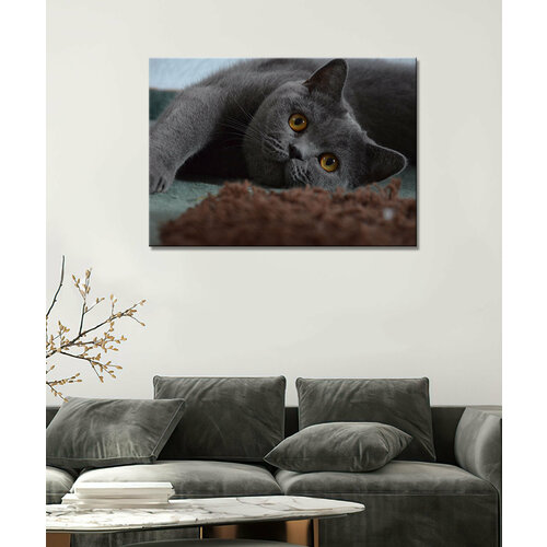 Картина - кошка, британская короткошёрстная кошка, домашняя кошка, ласковая кошка, кот (219) 50х70