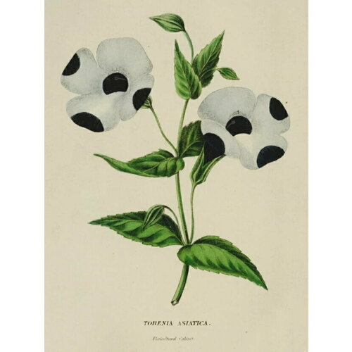 Плакат, постер на холсте Torenia Asiatica/искусство/арт/абстракция/творчество. Размер 42 х 60 см