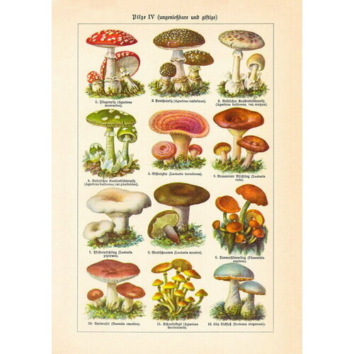 Плакат, постер на бумаге грибы несъедобные тип3/рисунки грибов/ботанические/мухоморы/ботаническая иллюстрация. Размер 30 х 42 см