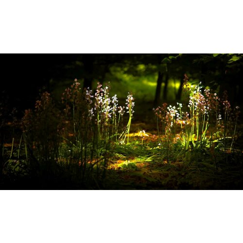 Картина на холсте 60x110 Альянс Лес "Цветы свет природа" на подрамнике / интерьер/ декор
