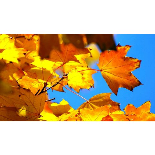 Картина на холсте 60x110 Альянс Лес "Небо осень клен листья" на подрамнике / интерьер/ декор