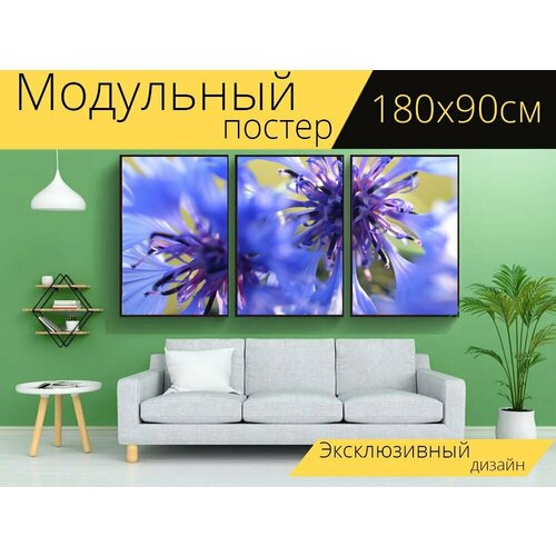 Модульный постер "Васильки, синий, цвести" 180 x 90 см. для интерьера