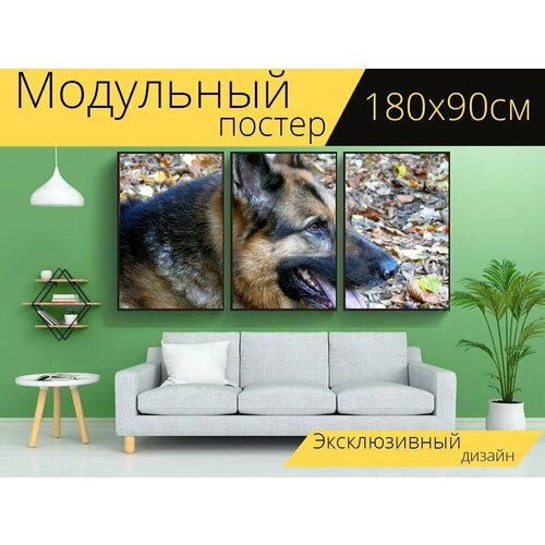 Модульный постер "Немецкая овчарка, собака, лес" 180 x 90 см. для интерьера