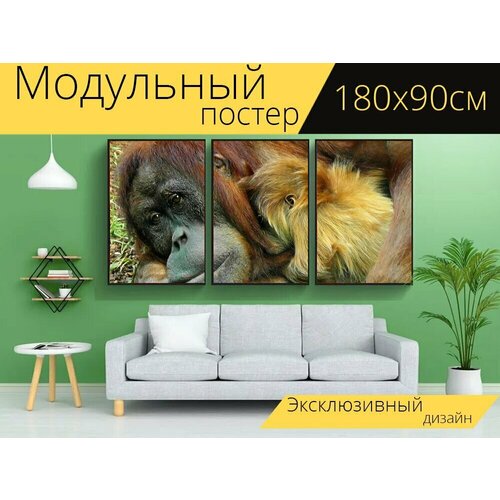 Модульный постер "Орангутанг, обезьяна, примат" 180 x 90 см. для интерьера