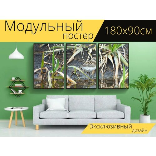 Модульный постер "Кулик, птица, болото" 180 x 90 см. для интерьера